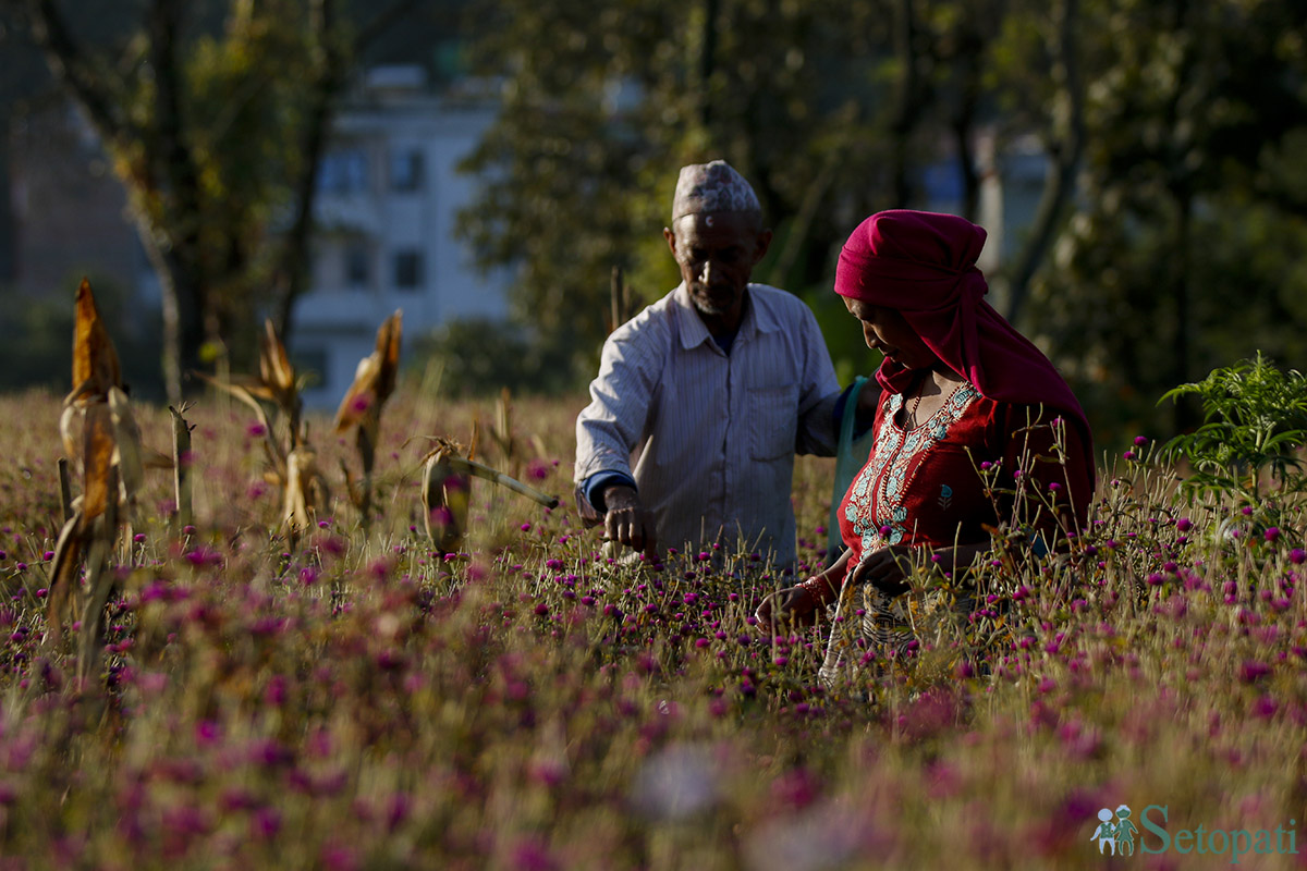 मखमली मौसम (तस्बिरहरू) :: नवीनबाबु गुरूङ :: Setopati