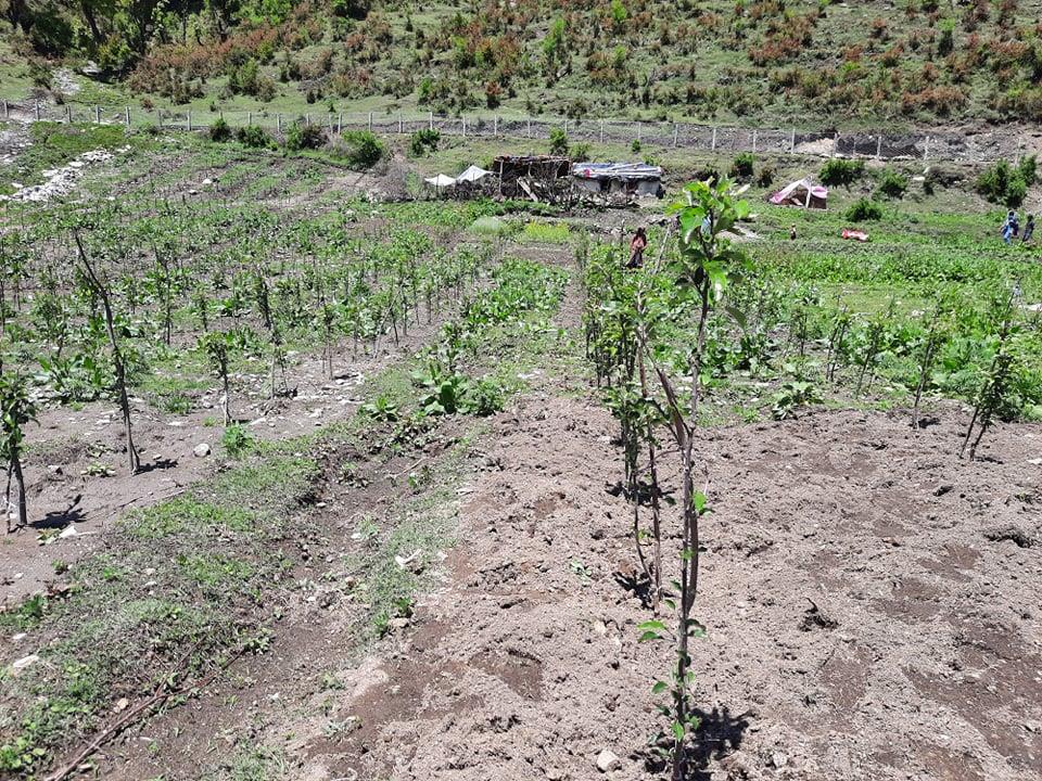 बाजुरामा फल्न थाल्यो टर्कीबाट ल्याइएको स्याउ :: सविता बुढा :: Setopati