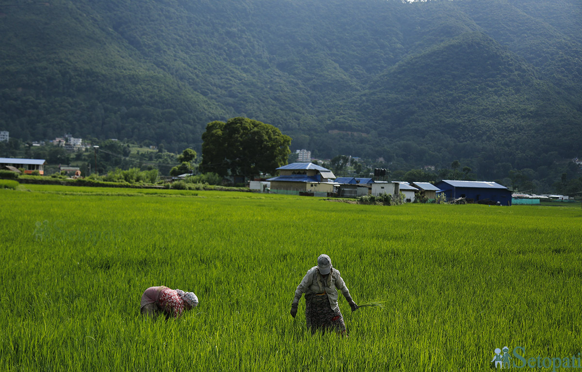 खोकनाका किसानलाई धान गोड्ने चटारो (तस्‍बिरहरू) :: नवीनबाबु गुरूङ ...