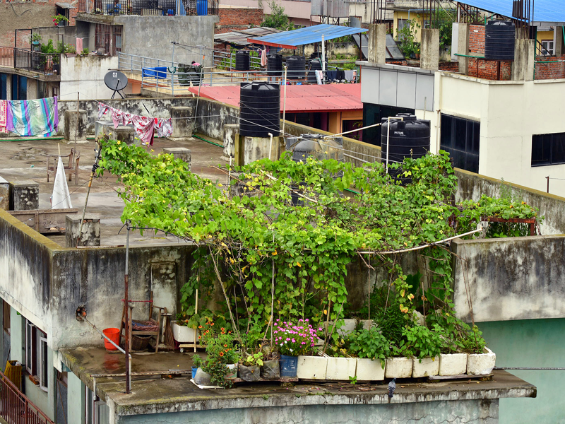 अब कौ‌सी खेती गर्नेलाई पनि अनुदान :: सेतोपाटी संवाददाता :: Setopati