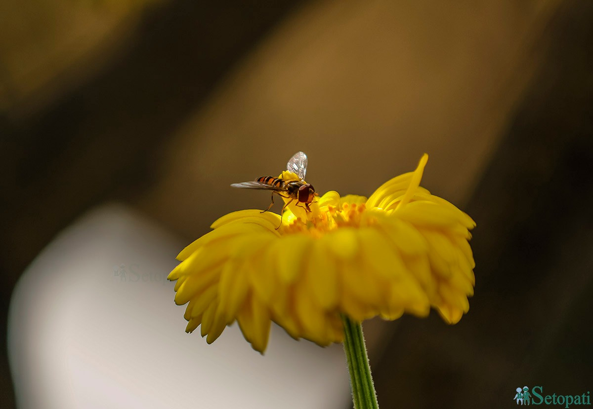 आजका तस्बिरहरू- माघ २३ :: सेतोपाटी संवाददाता :: Setopati