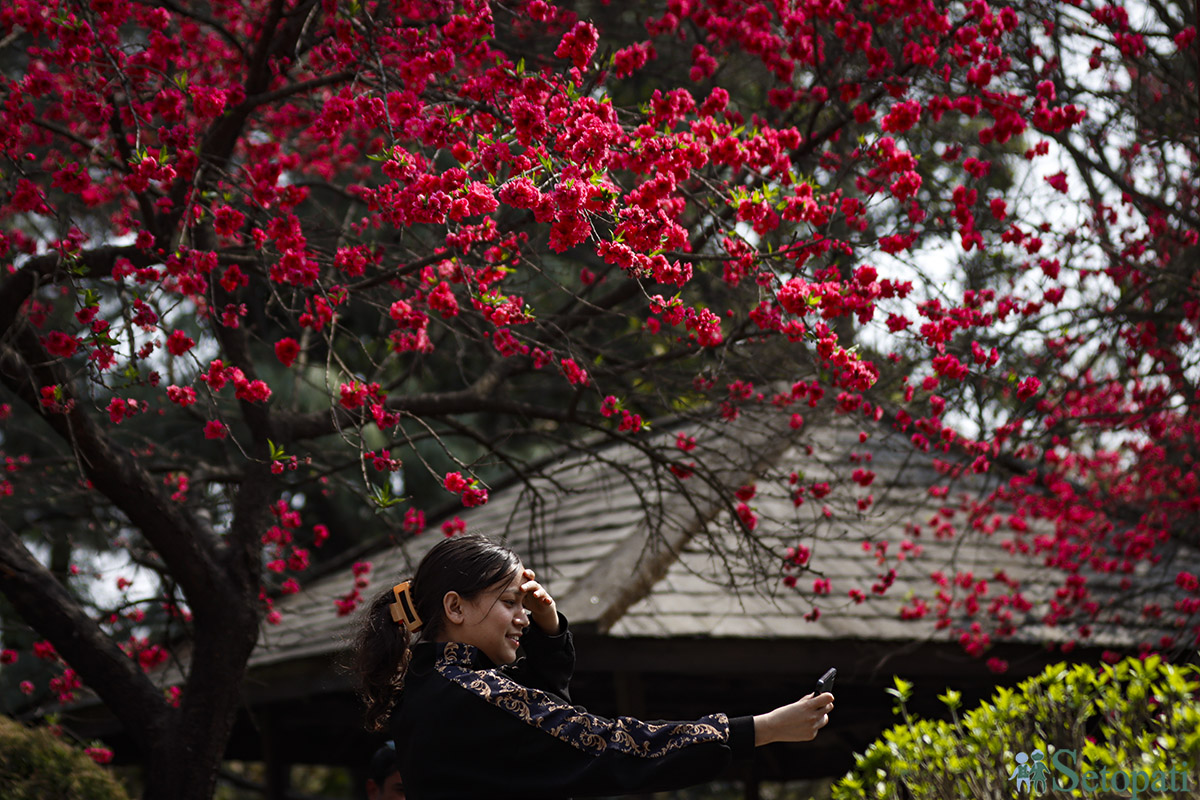 फूलैफूलको माैसम (तस्बिरहरू) :: नवीनबाबु गुरूङ :: Setopati