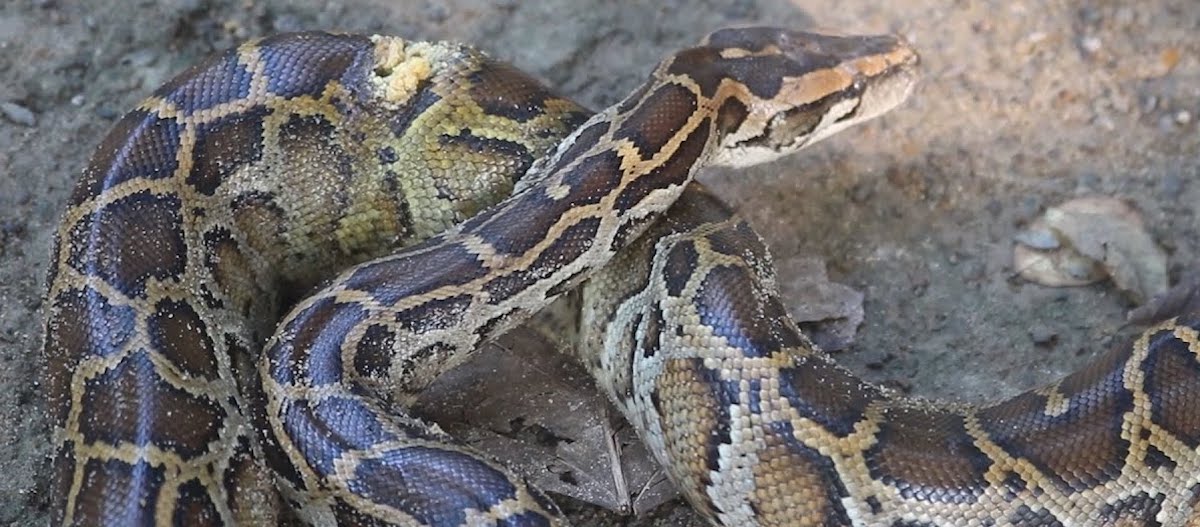 बाख्राको खोरमा तीन मिटर लामो अजिङ्गर :: रासस :: Setopati