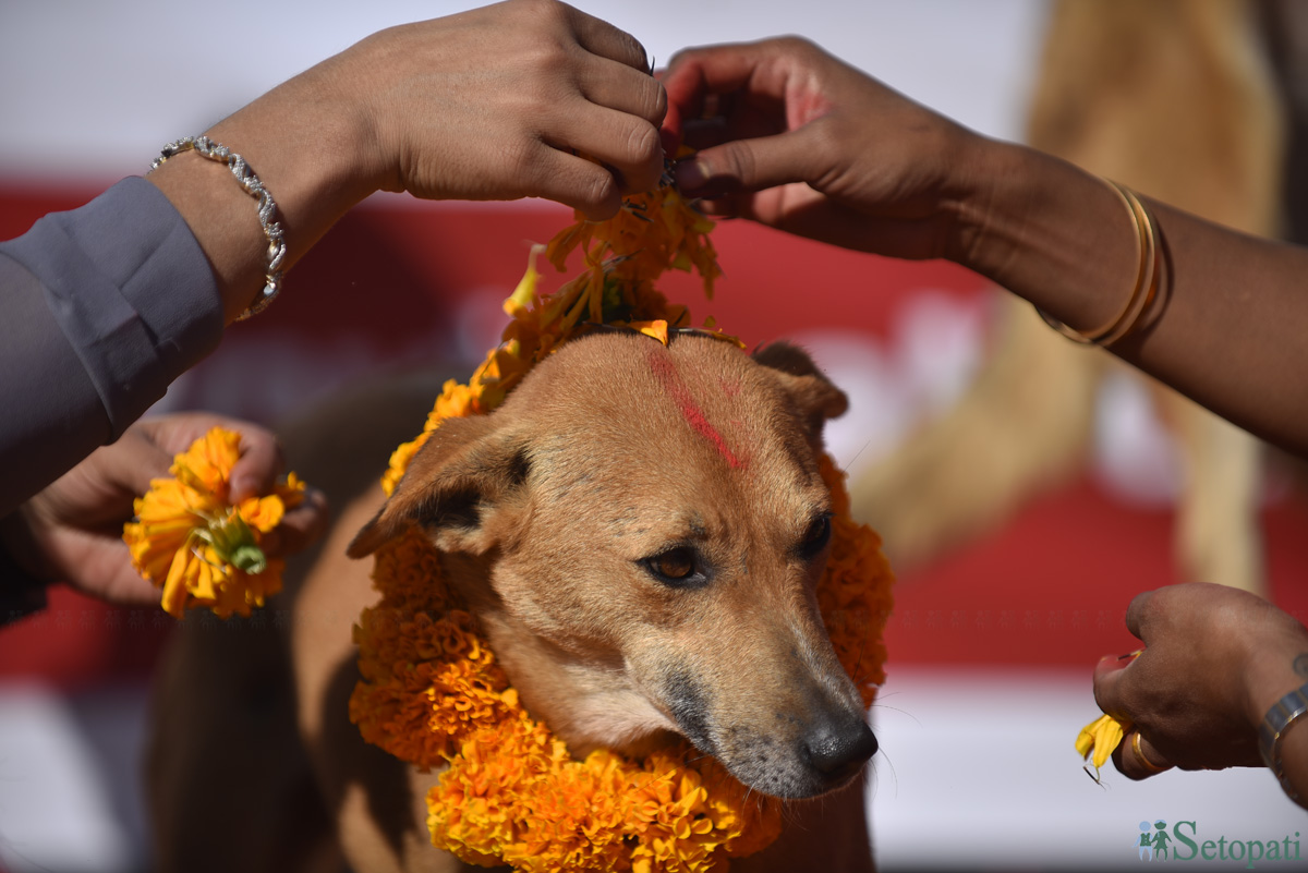 आज काग र कुकुर तिहार :: रासस :: Setopati