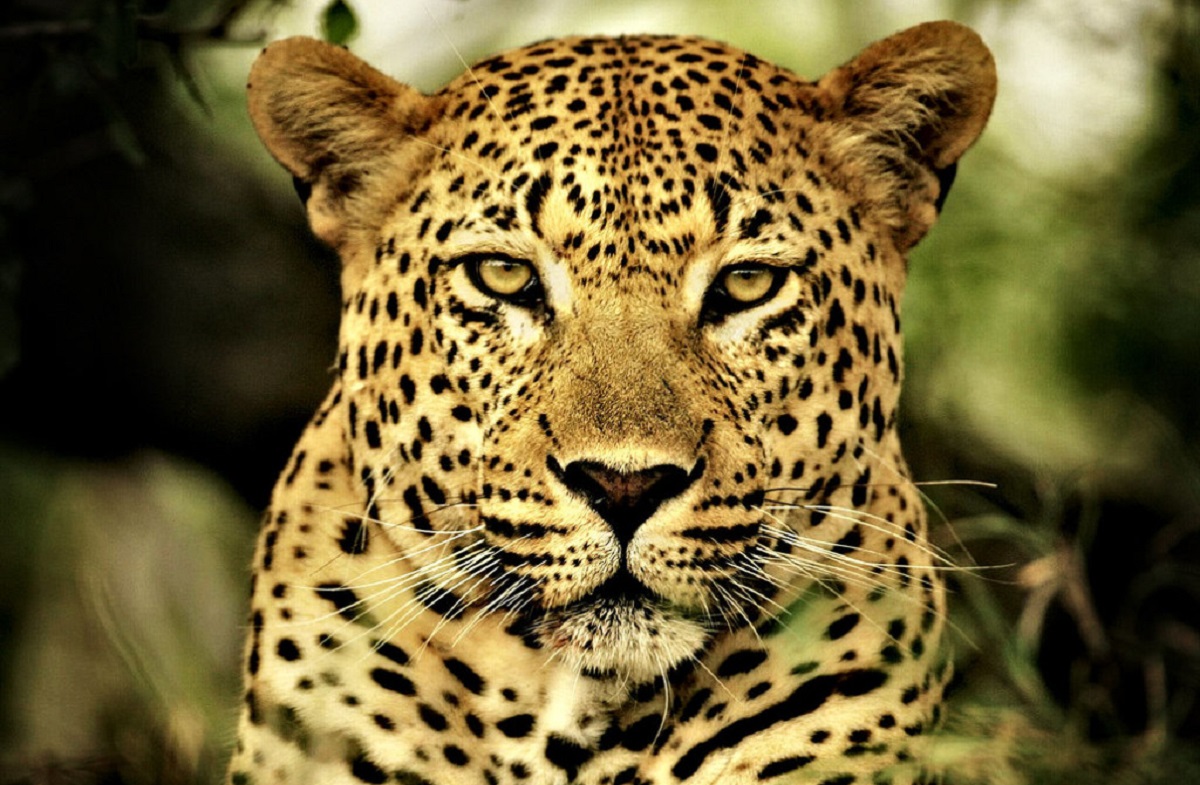 मानव-चितुवा बीचको द्वन्द्व व्यवथापन कसरी गर्ने? :: शशांक पौडेल :: Setopati