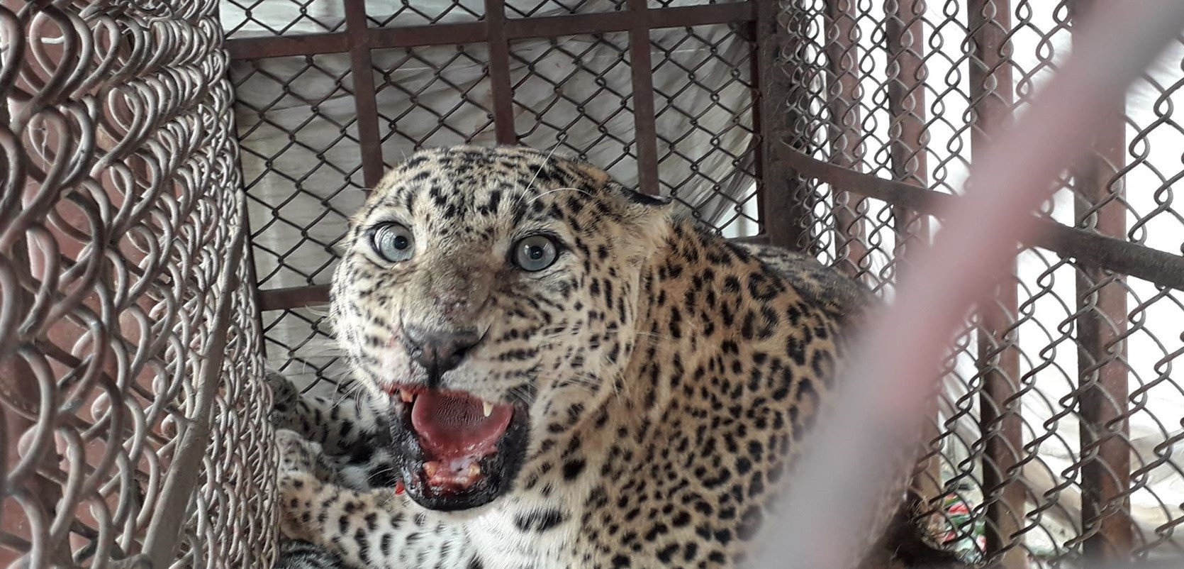 चितुवाको डरले घरबाहिर निस्कन डराउँछन् टीकापुरवासी :: रासस :: Setopati