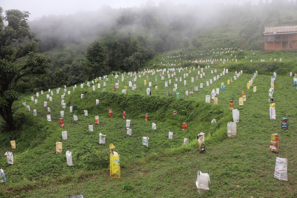 ७ किसान मिलेर तीन सय रोपनी जग्गामा लौठसल्लाको खेती :: रासस :: Setopati