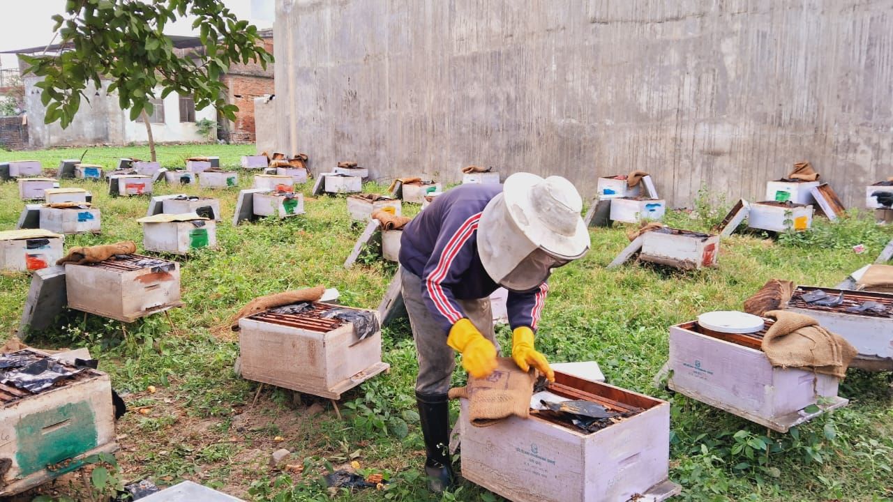 १५० वटा मौरीघारबाट ७ टन मह उत्पादन, वार्षिक १६ लाख आम्दानी :: रासस ...