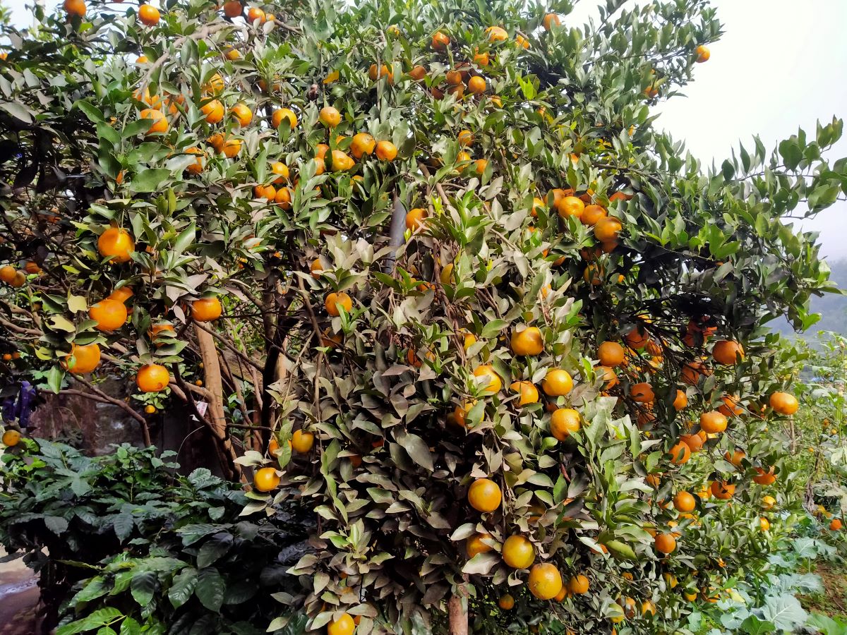 स्याङ्जाबाट एक अर्ब १२ करोड सुन्तला बिक्री :: रासस :: Setopati