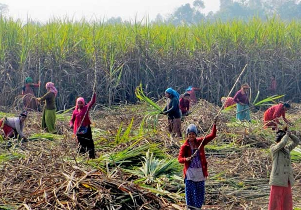 नवलपरासीका उखु किसानले पाए अनुदान रकम :: सेतोपाटी संवाददाता :: Setopati