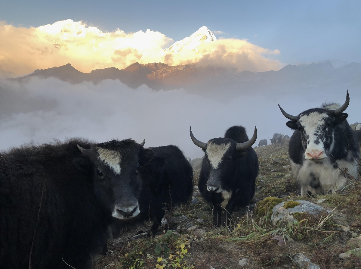 याक तथा चौरीको उत्पादनलाई बजारीकरण गर्न स्विस सरकारले सहयोग गर्ने ...