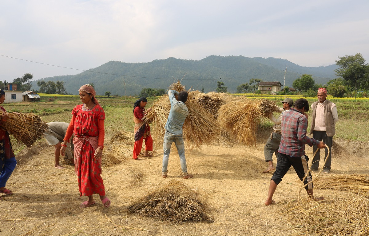 पश्चिम दाङका किसान भन्छन्– विकास गर्नेलाई भोट, पत्याइन्न भाषण :: नारायण ...