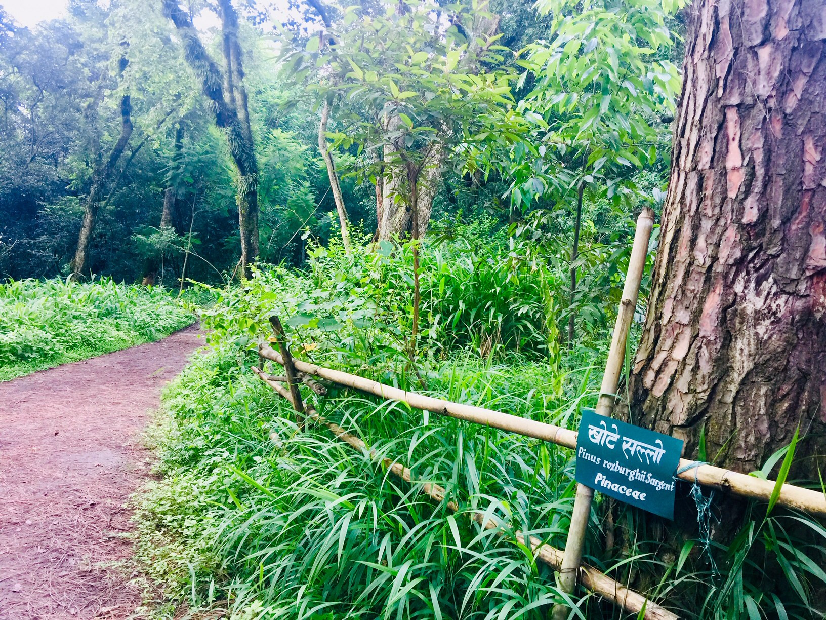 मध्य काठमाडौंको सास फेर्ने ठाउँ रानीबारी :: चेतना गुरागाईं :: Setopati